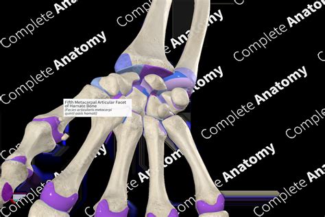 Fifth Metacarpal Articular Facet Of Hamate Bone Complete Anatomy