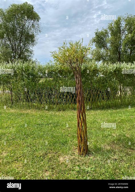 Plaited Willow Tree Uk Quality Design Th