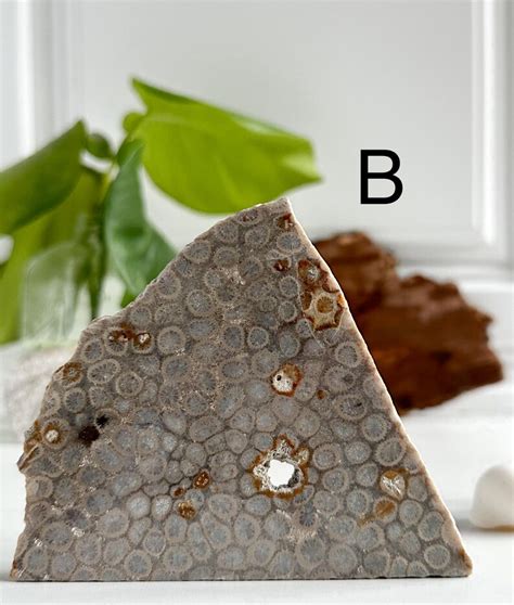 Fossilized Coral 5 Pieces Beautiful Embedded Coral Patterns In Agate