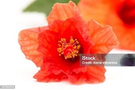 밝은 빨간색 히비스커스 꽃은 흰색 바탕에 녹색 잎을 가지고 있습니다 아름 다운 꽃 닫습니다 텍스트를 삽입할 위치입니다 인사말 카드 또는 포스터의 배경입니다 0명에 대한 스톡