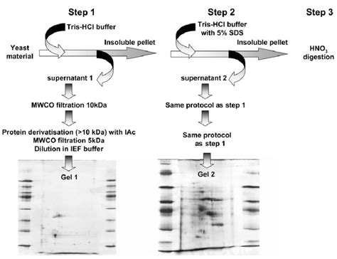 Protocol For Se Extraction Molecular Mass Fractionation And Sample