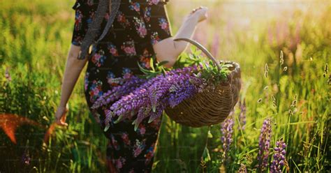 햇볕이 잘 드는 루팡 들판을 걷고 있는 아름다운 세련된 여성은 꽃과 함께 고리 버들 세공 소박한 바구니에 집중합니다 고요한