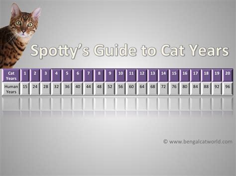 Spot S Guide Bengal Cat World