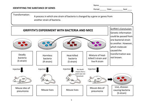 Griffiths Experiment With Bacteria And Mice