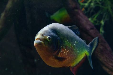 Piranha The Interesting Small Predator Ocean Info