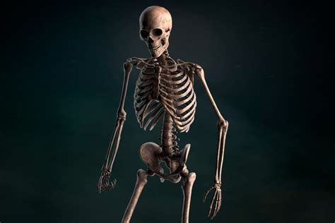 Realistic Skeleton 3d Characters Unity Asset Store