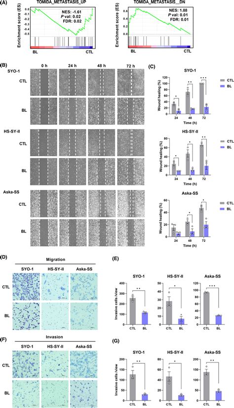Blue Light Bl Suppressed The Migration And Invasion Abilities Of