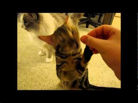 Kitten Training YouTube