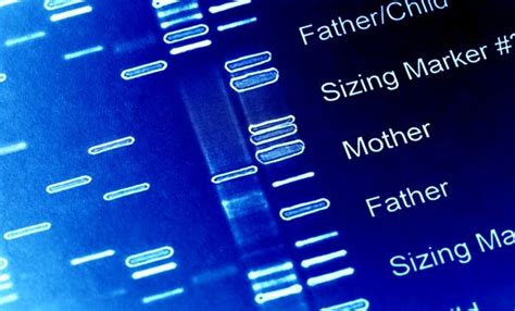 Discovery Of A Genetic Dimmer Switch Controlling Embryonic Development National Planning Cycles