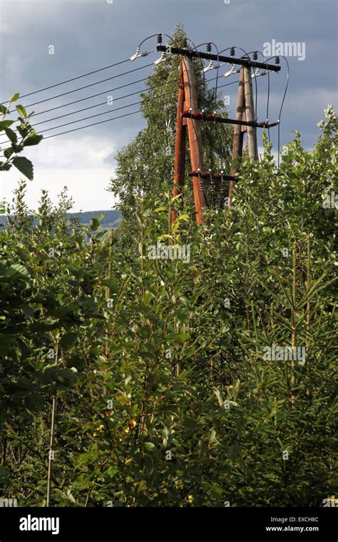 Power Lines And Trees Norway Stock Photo Alamy