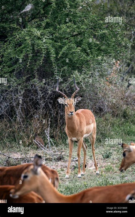 Impala Male In Savanna African Black Footed Antelope With Lyre Horns Kruger National Park