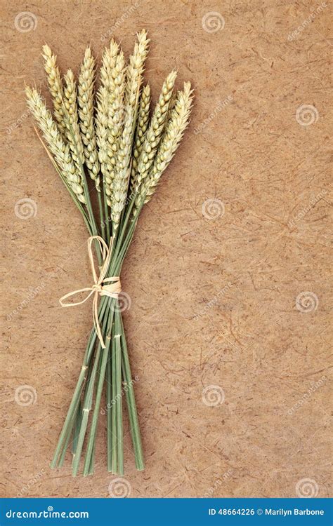 Wheat Bundle Stock Image 21746545