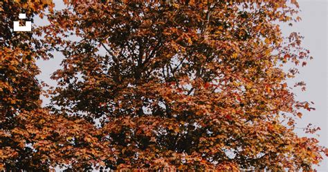 Brown Leaf Tree Photo Free Brown Image On Unsplash