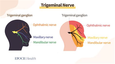 Trigeminal Nerve Migraine Trigeminal Neuralgia A Closer Look At This