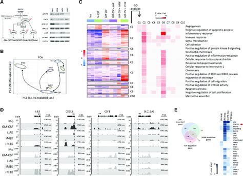 Dissection Of Gm Csf Mediated Signaling Modules In Human Monocytes A Download Scientific