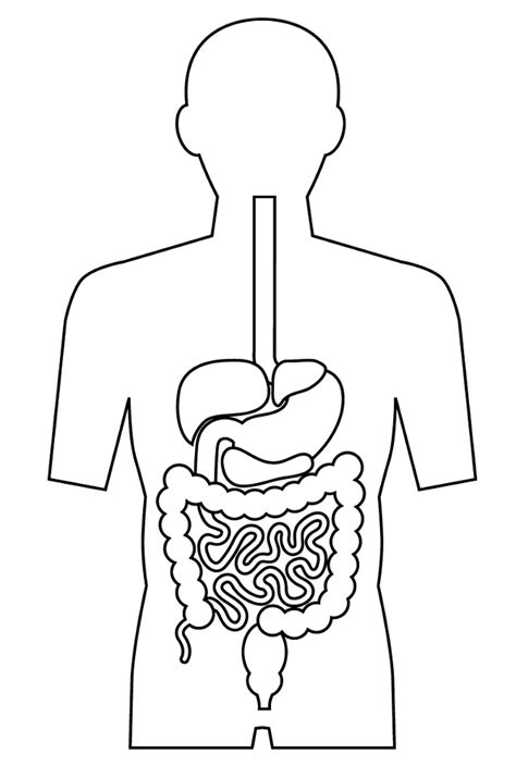 Sistema Digestivo Dibujos Para Colorear Para Imprimir Gratis