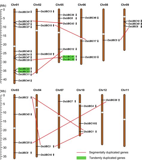 Chromosomal Localization And Gene Duplication Events Of Osubc