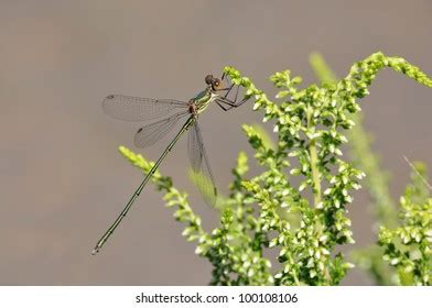 Serial Attached Scsi Over Royalty Free Licensable Stock Photos Shutterstock