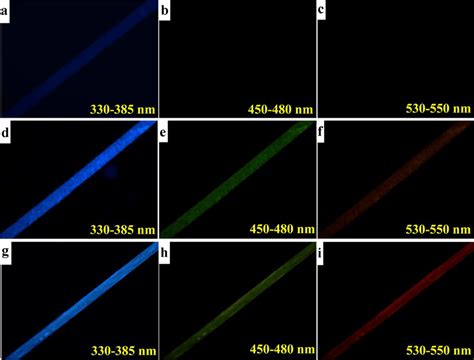 fluorescence micrographs of neat pva fibers a c hbp p l pva fibers