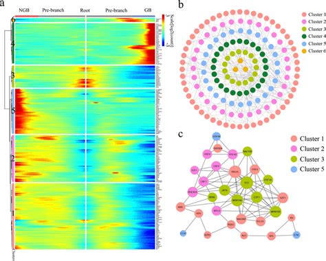 Transcription Factor Tf Expression During Mmc Differentiation A Download Scientific Diagram