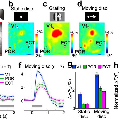 Visual Responses In The Temporal Cortex A Experimental Setup A Download Scientific Diagram