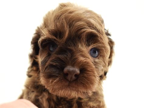 Available Cockapoo Puppies