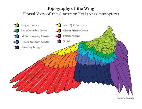 Wing Study By DeeRex On DeviantArt