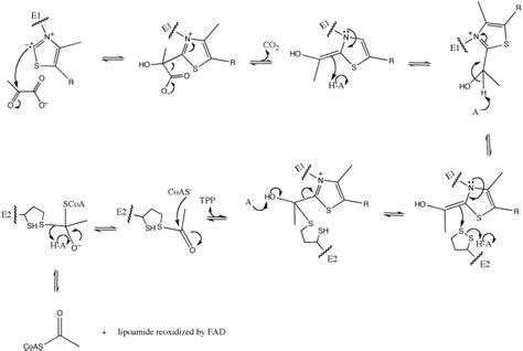 Pyruvate Dehydrogenase Proteopedia Life In 3d