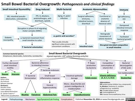 Small Bowel Bacterial Overgrowth Pathogenesis And Clinical Findings Calgary Guidecalgary Guide