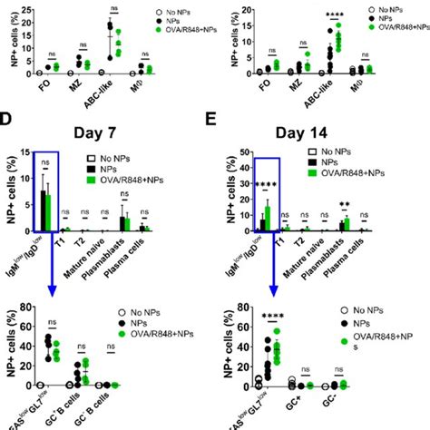 Gnp Effect On Isolated Splenic B Cells In Vitro A Total Gnp B Cell Download Scientific