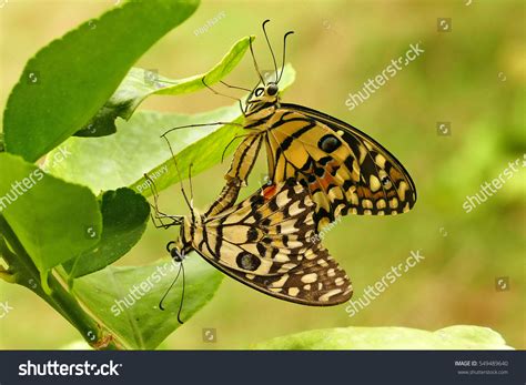 Mating Butterfly Stock Photo 549489640 Shutterstock