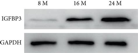 Verification Of Hub Gene Expression A B Immunofluorescence Of Download Scientific Diagram