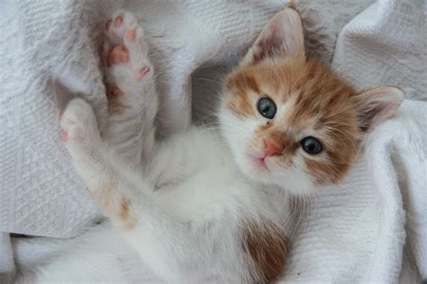 부드러운 흰색 담요에 누워 휴식을 취하는 사랑스러운 오렌지색 고양이 · 무료 스톡 사진