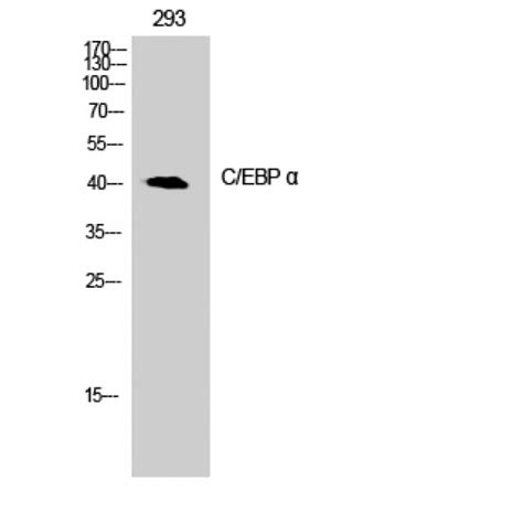 Anti C Ebp Alpha Cebpa Antibody Rabbit Anti Human Polyclonal Lsbio