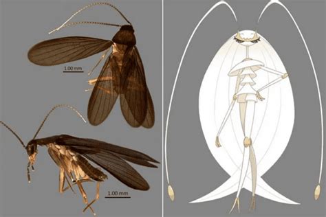 Bautizan Una Nueva Cucaracha Con El Nombre De Un PokÉmon