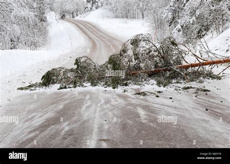 A Fallen Pine Tree Blocking The Road I A Winter Scenery Stock Photo Alamy