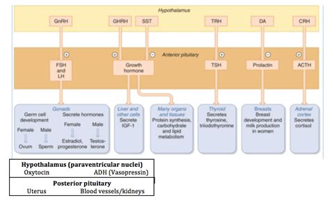 Endocrine System Diagram Quizlet