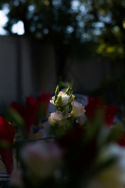 Jaden Van Heyningen Photography