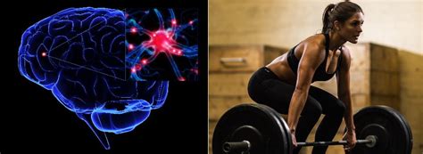 Strength Training To Help Cognitive Function • T E S T O S T E R O N E