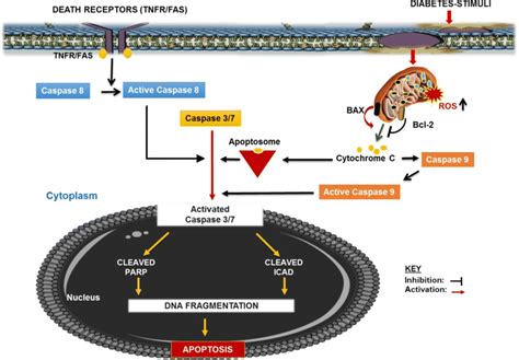Schematic Diagram Of Mitochondrial Depolarization Dna Fragmentation Download Scientific