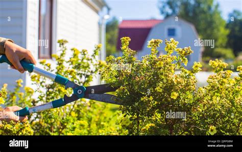 Farmer Hands Who Make Pruning Of Bushes With Large Garden Shears Gardening Tools Agricultural