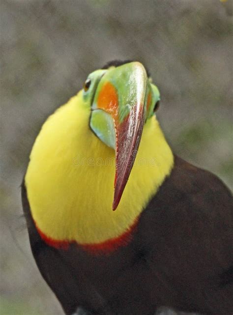 Toucan стоковое фото изображение насчитывающей окунь 51262414