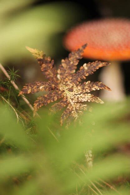 100 Cyperaceae Pictures