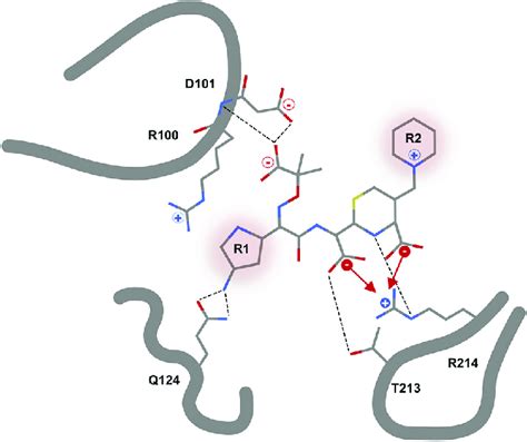 Schematic Representation Of Hydrolyzed Ceftazidime In Front Of The Download Scientific Diagram