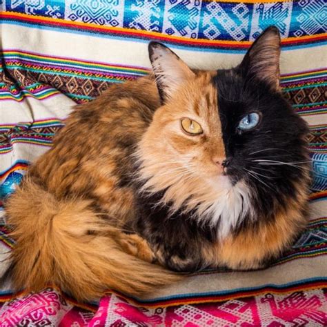 Quimera The Striking Chimera Cat