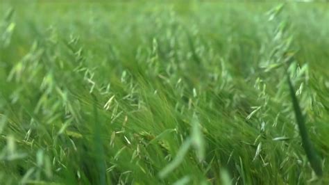 Animated Grass Stock Footage Royalty Free Video Clips Storyblocks