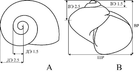 Measuring Of The Shell Parameters For Adult Individuals And For