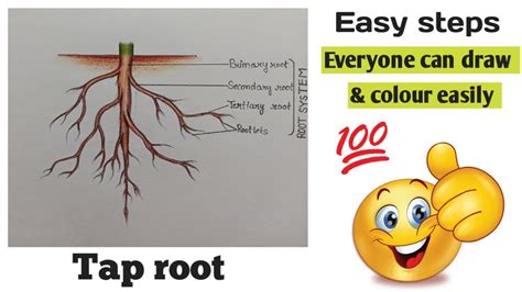 How To Draw A Tap Root System At Rita Block Blog