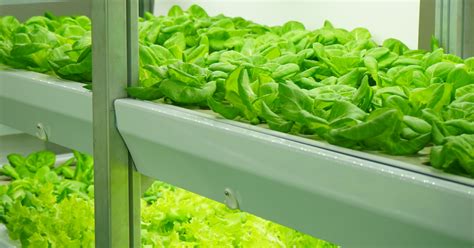 Hydroponics Kit For Optimal Results Urban House Garden