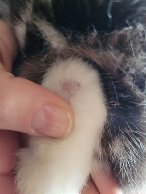 Pododermatitis Please Help R Rabbits